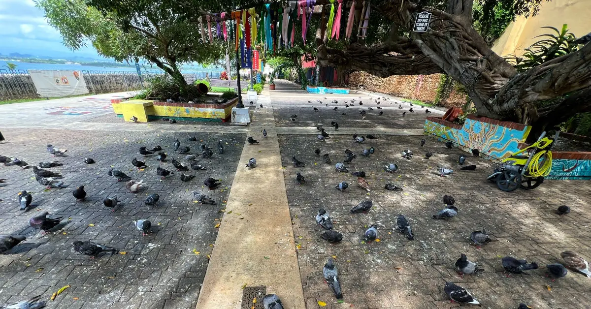 Hidden Treasures of Old San Juan: Parque de las Palomas - San Juan Insider